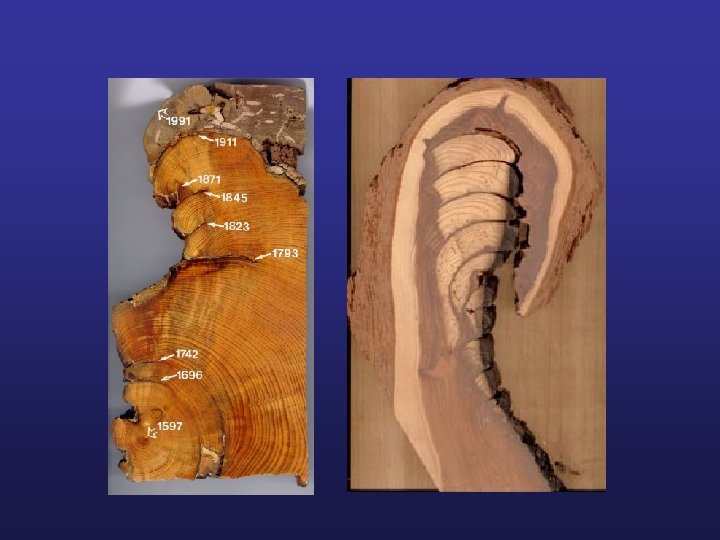 Introduction to Dendrochronology and Fire Histories Dendrochronology ...