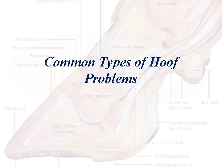 Foot and Claw Surgery Lab 12 Anatomy of
