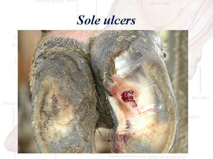 Foot and Claw Surgery Lab 12 Anatomy of