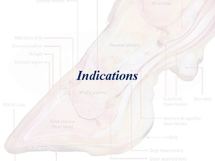 Foot and Claw Surgery Lab 12 Anatomy of