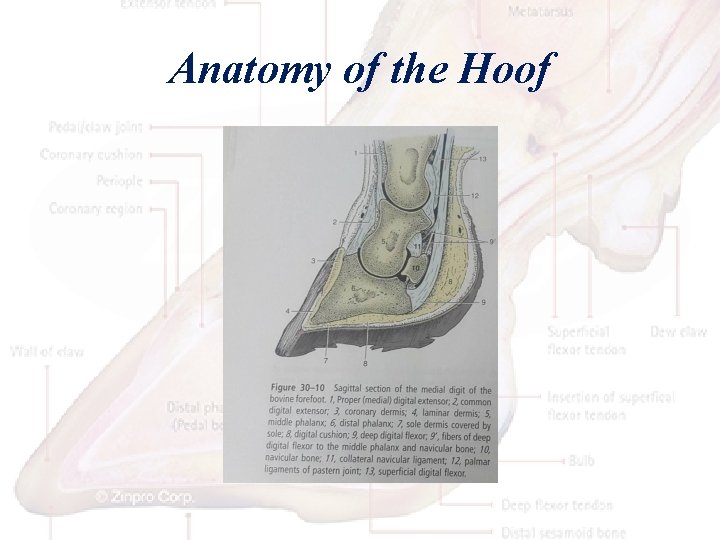 Foot and Claw Surgery Lab 12 Anatomy of