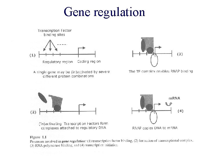 Modeling Signals in DNA Objectives Finding patterns in