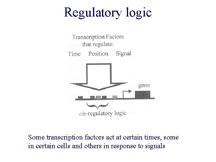 Modeling Signals in DNA Objectives Finding patterns in