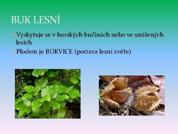 BUKOVIT BUKOVIT Jsou to jednodom deviny s vtrosnubnmi