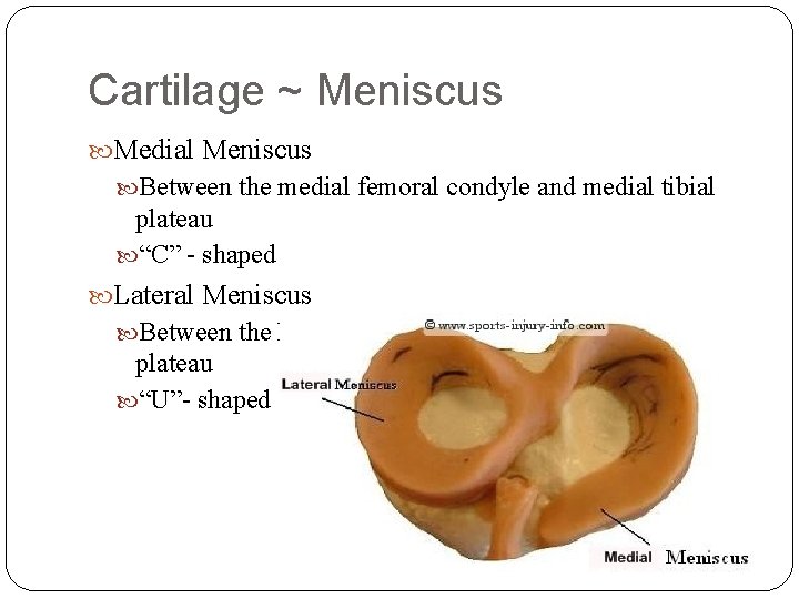 The Knee Bony Anatomy The knee is composed