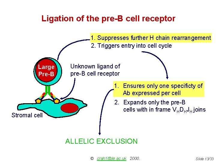 B Cells and B Cell Development Dr Colin