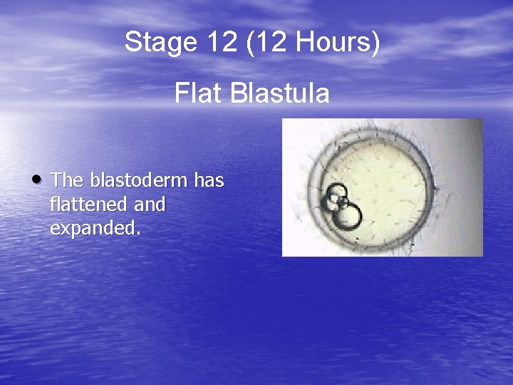 Japanese Medaka Mitotic Images Embryonic Development Stage 10