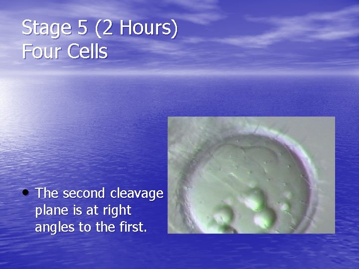 Japanese Medaka Mitotic Images Embryonic Development Stage 10