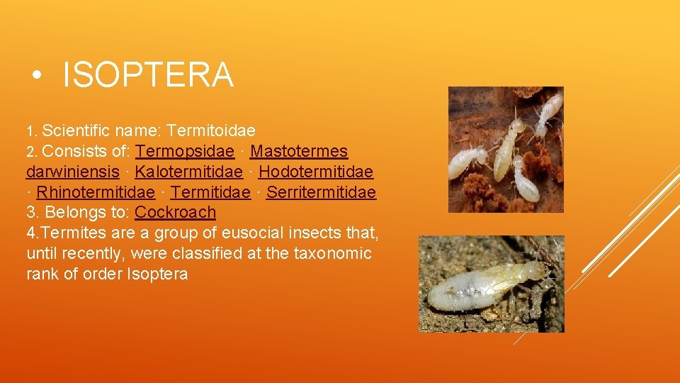 INSECT TAXONOMY DIVERSITY By MoEsha Jackson INSECT ORDERS
