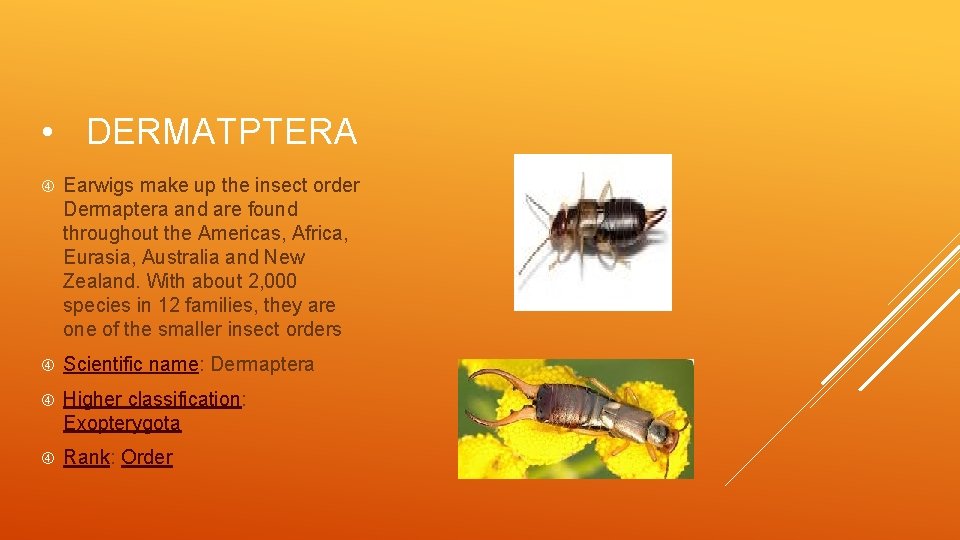INSECT TAXONOMY DIVERSITY By MoEsha Jackson INSECT ORDERS