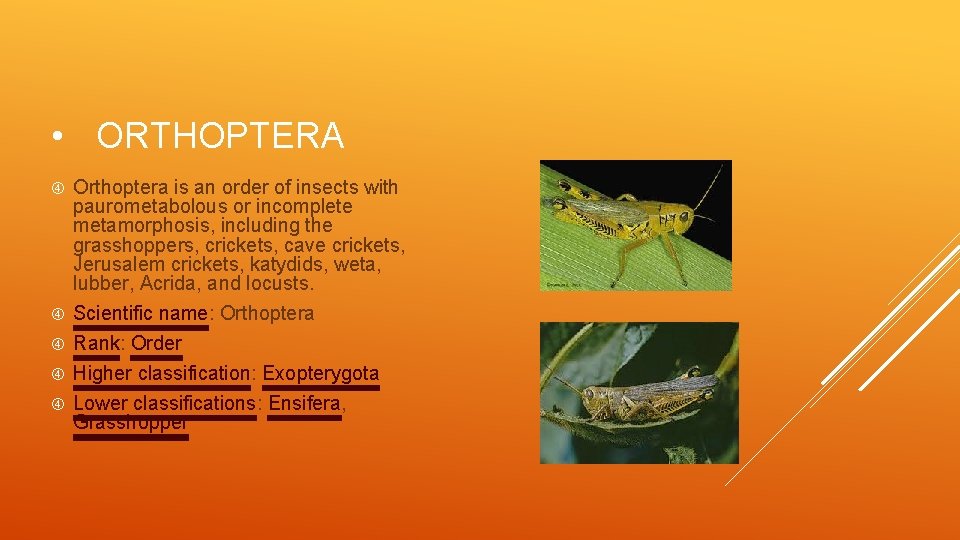 INSECT TAXONOMY DIVERSITY By MoEsha Jackson INSECT ORDERS