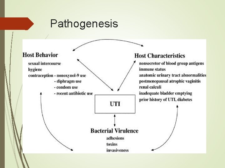 Cystitis Renal Block PROF HANAN HABIB DR KHALIFA