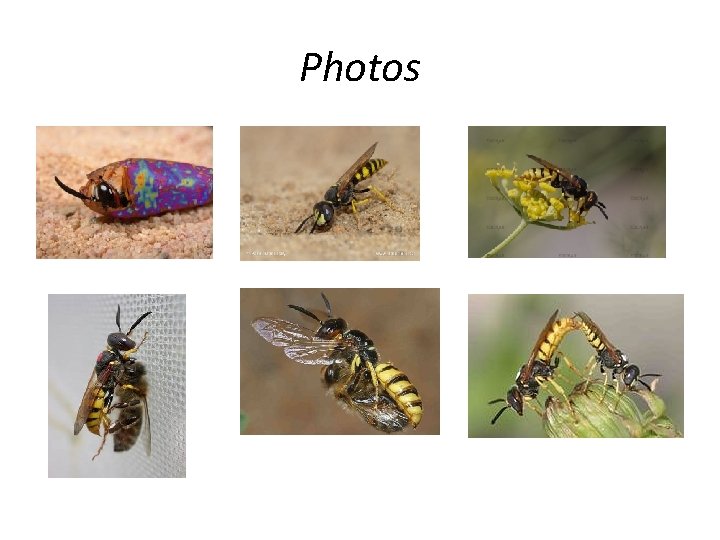 The European Beewolves Philanthus triangulum Classification Domain Kingdom