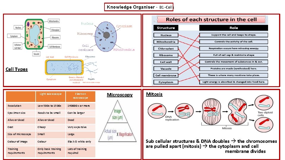Knowledge Organiser B 1 Cells Cell Types Light