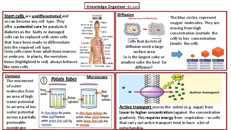 Knowledge Organiser B 1 Cells Cell Types Light
