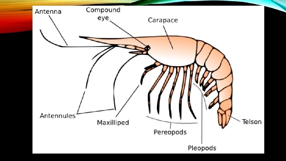30 5 ARTHROPODS OVERVIEW Phylum Arthropoda 1 million