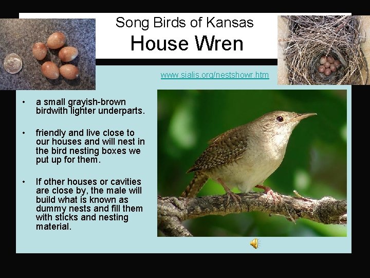 Birds of Kansas State Bird Western Meadowlark There
