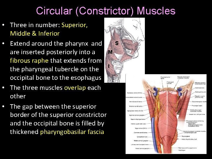 Pharynx Muscular tube lying behind the nose oral