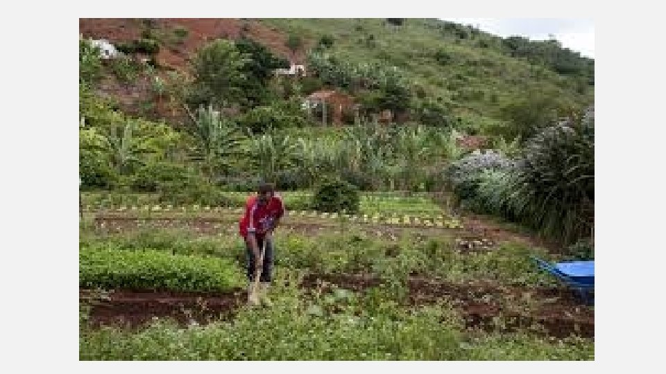 REVISIONAL DE GEOGRAFIA 3 BIMESTRE O ESPAO RURAL