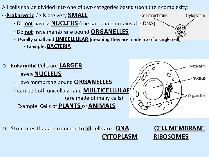 Cells Packet 3 CYTOPLASMIC ORGANELLES An ORGANELLE is