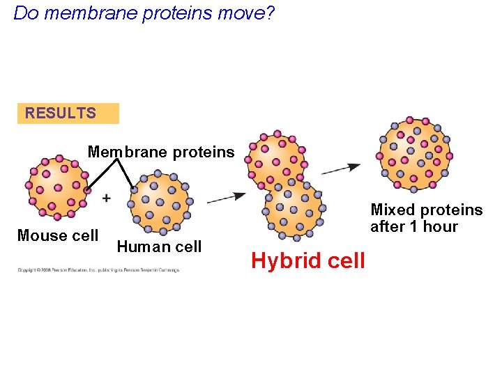 Chapter 7 Membrane Structure and Function Power Point