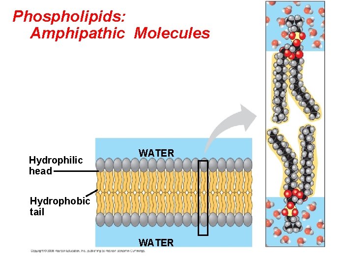 Chapter 7 Membrane Structure and Function Power Point