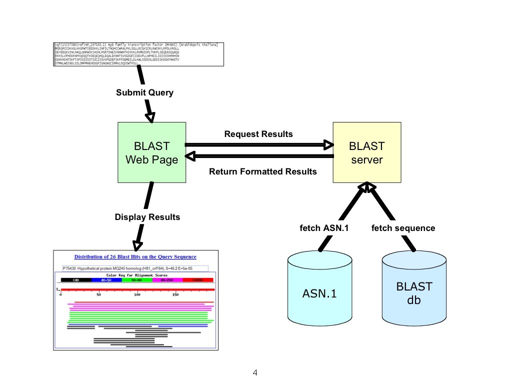 BLAST Finding Function By Sequence Similarity 1 Concepts