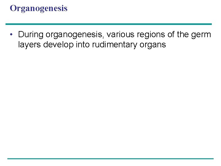 Cleavage Gastrulation formation of the germ layers Cleavage