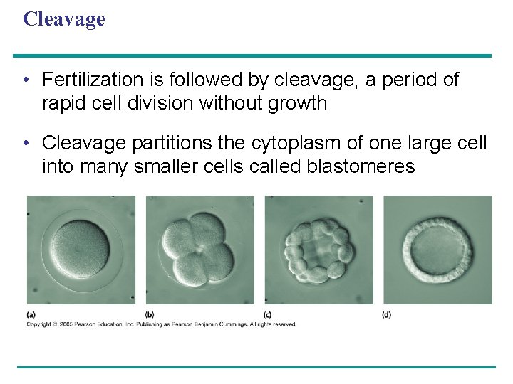 Cleavage Gastrulation formation of the germ layers Cleavage