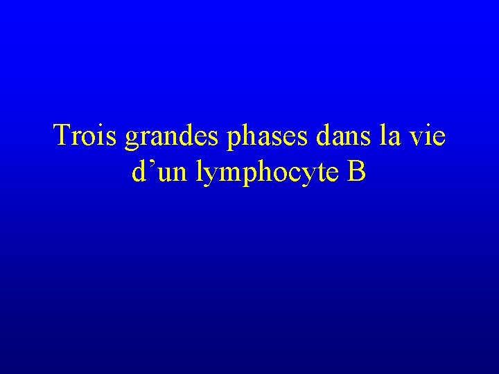 Trois grandes phases dans la vie dun lymphocyte