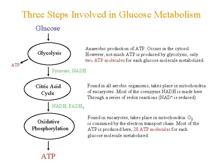 Tutorial Glucose Metabolism in the bCell Richard Bertram