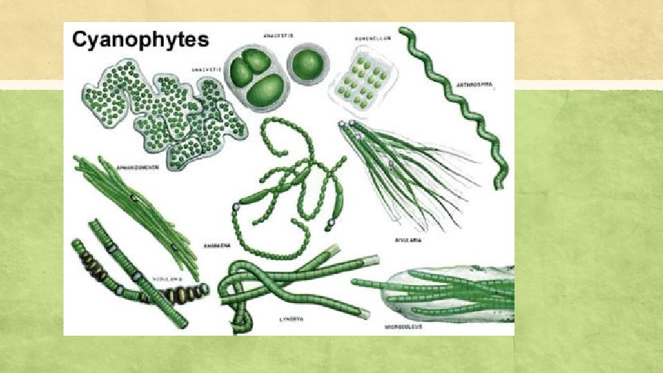 Travaux pratiques de Botanique TC SNV 2 me