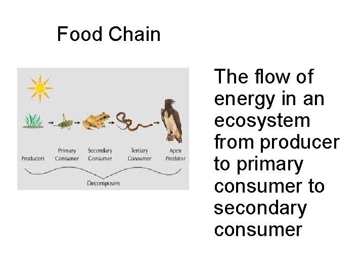 Food Chain The flow of energy in an
