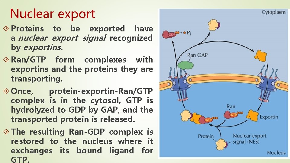 Protein trafficking Presented by Lobna Nabil Noha Salah