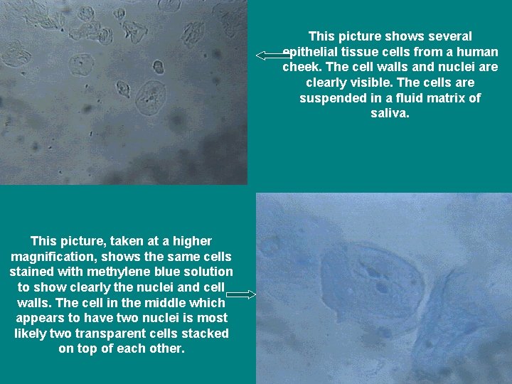 Lab 4 Cell Structure Presented by Kami What