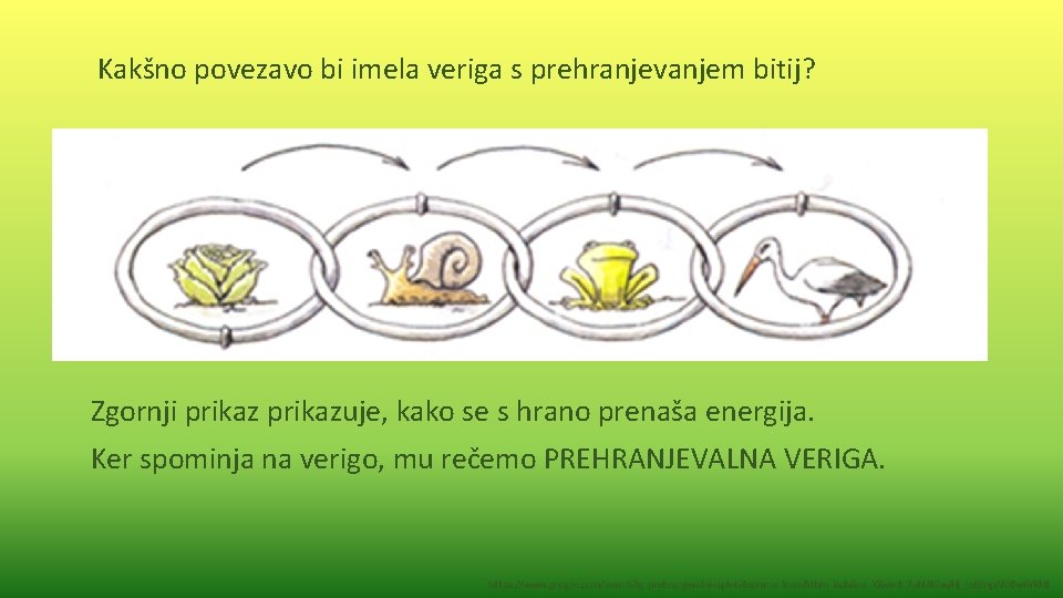 KAJ JE KOMU HRANA PREHRANJEVALNE VERIGE bukev gosenica