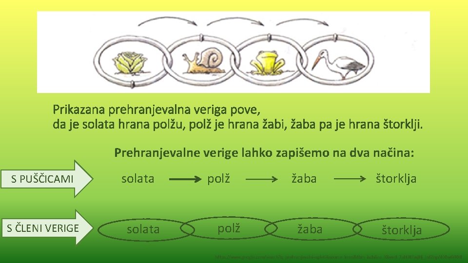 KAJ JE KOMU HRANA PREHRANJEVALNE VERIGE bukev gosenica