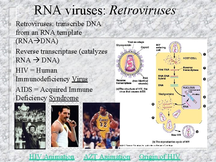 Microbial Genetics Bacteria Viruses Fig 19 1 Are