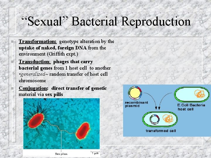 Microbial Genetics Bacteria Viruses Fig 19 1 Are