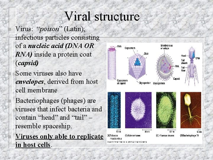 Microbial Genetics Bacteria Viruses Fig 19 1 Are