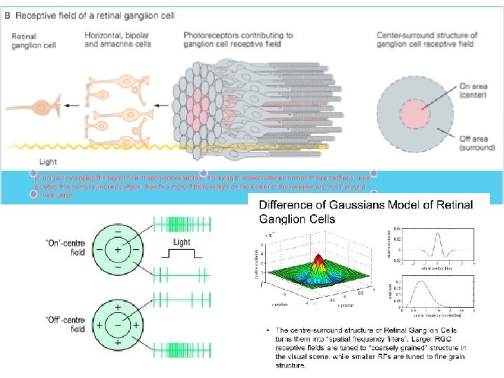 phototransduction photopigments principle of univariance photoreceptors ...
