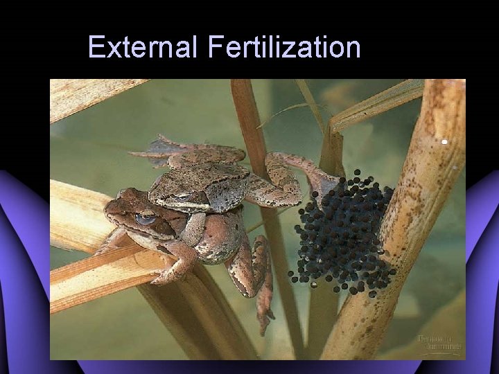 Reproductive System Evolutionary success is determined by reproductive