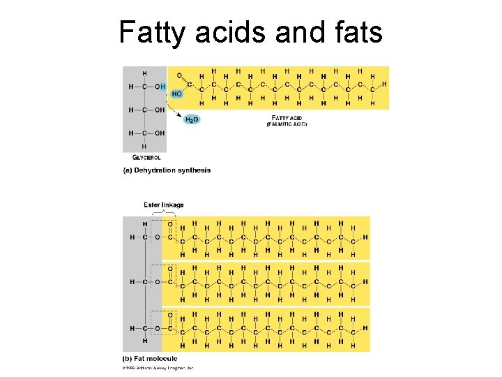 2 3 Carbon Compounds EQ How are macromolecules
