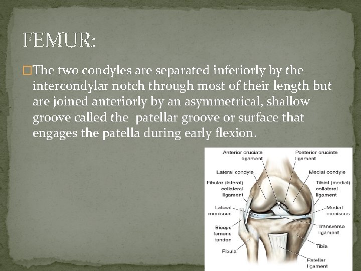 Lecture1 BIOMECHANICS OF KNEE JOINT OBJECTIVES At the