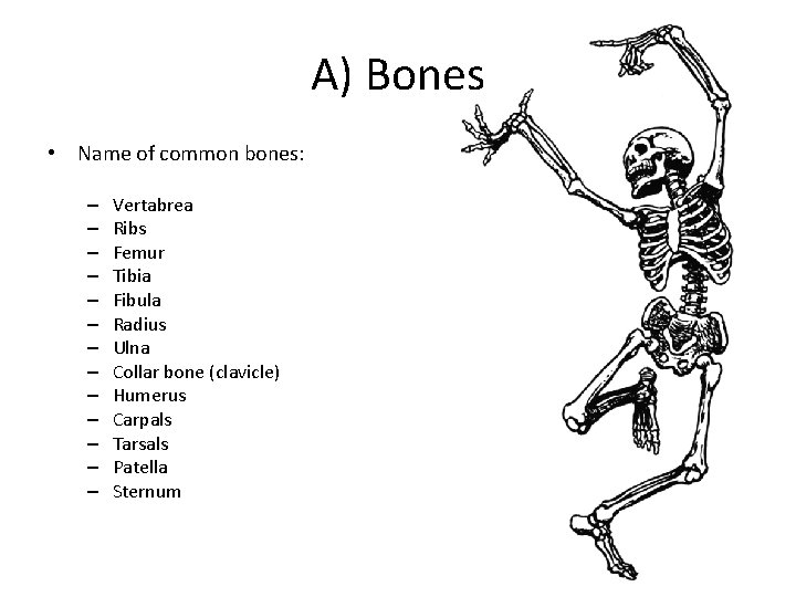 The Musculoskeletal system A Bones 1 Name of