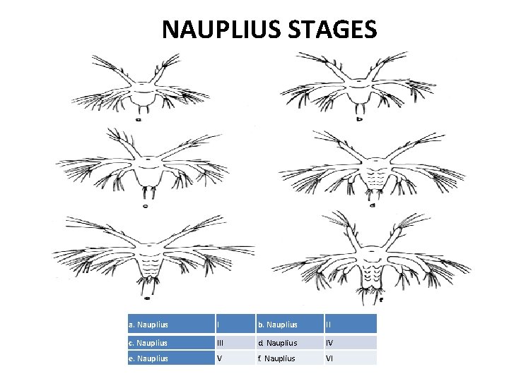 PERAWATAN LARVA Tahapan larva Pemberian pakan Gambar 1