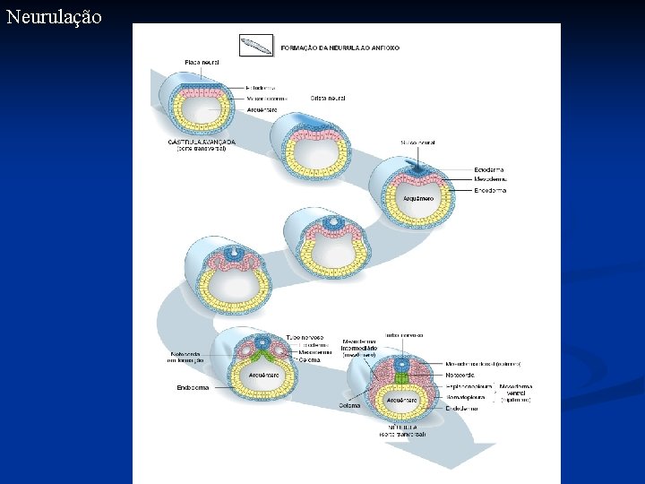 EMBRIOLOGIA Introduo A embriologia estuda as modificaes que