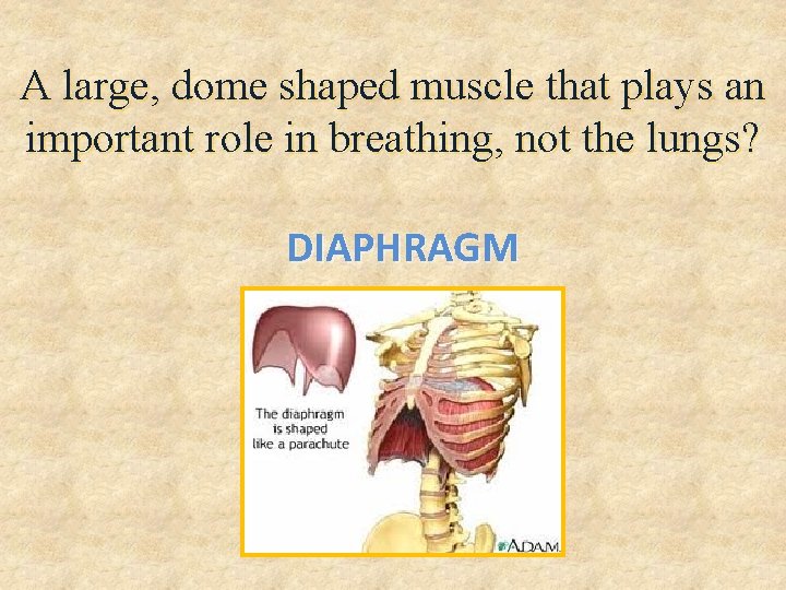 The Respiratory Circulatory Systems The respiratory system moves