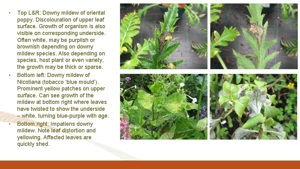 General guide to the recognition of plant pests