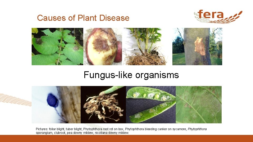 General guide to the recognition of plant pests